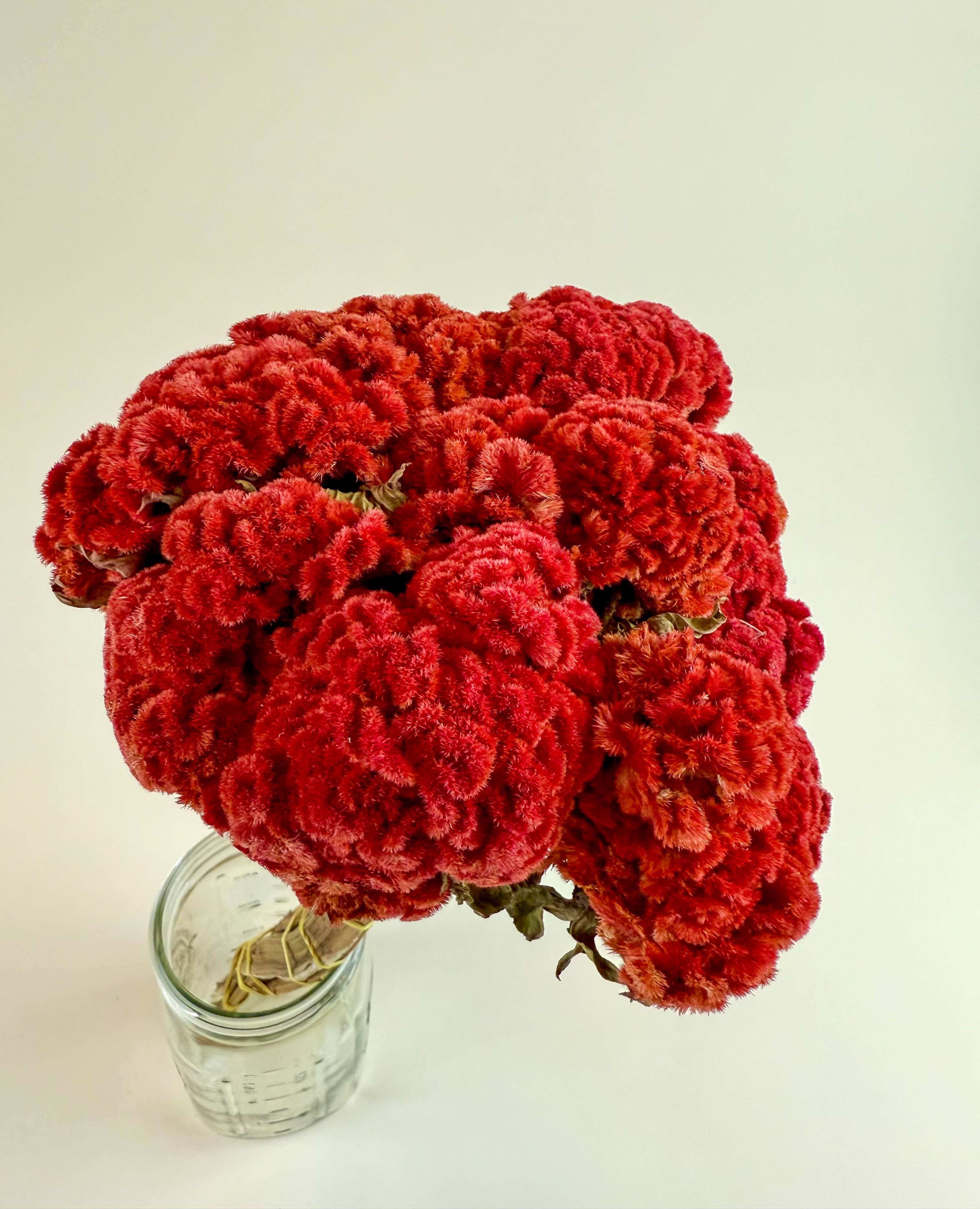 Lovejoy Farms Premium Dried Flowers: Coxcomb (Celosia) – Red – Revelry